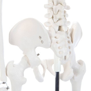 Anatomy Lab Essential Mini 35" Skeleton | Anatomy Warehouse