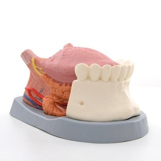 3B Scientific Tongue Anatomy Model | Anatomy Warehouse