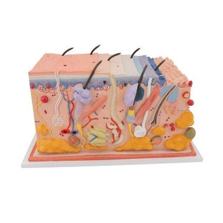 Integumentary System Anatomical Models for Education & Medical Study ...