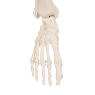 3B Scientific Mini 31" Human Skeleton Anatomy Model | Anatomy Warehouse