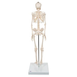 3B Scientific Mini 31" Human Skeleton Anatomy Model | Anatomy Warehouse