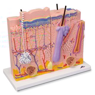 Integumentary System Anatomical Models for Education & Medical Study ...