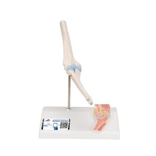 3B Scientific Mini Elbow Joint Anatomy Model | Anatomy Warehouse