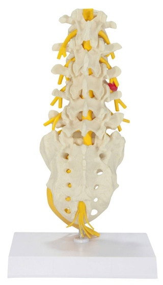 GPI Anatomicals 5 Piece Vertebral Column Anatomy Model With Sacrum ...