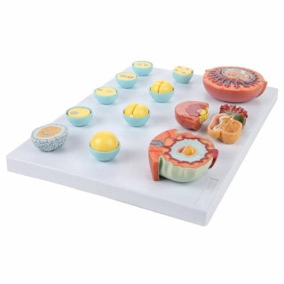 Axis Scientific Pregnancy Anatomy Model Set | Anatomy Warehouse