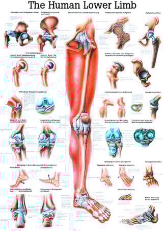 Anatomy Warehouse Body Parts of the Upper & Lower Limbs - Leg Charts