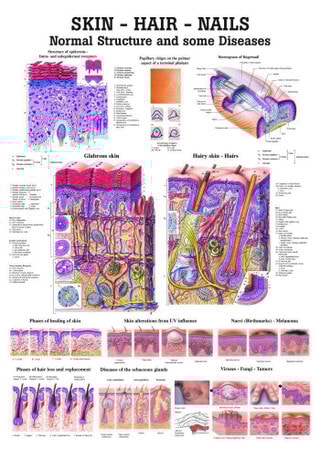 Human Integumentary System Anatomy Charts for Education | Anatomy Warehouse