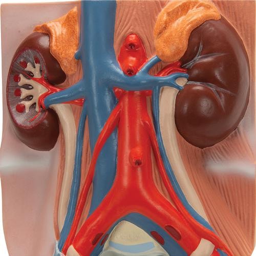 Denoyer-Geppert Free Standing Urinary System Anatomy Model | Anatomy ...