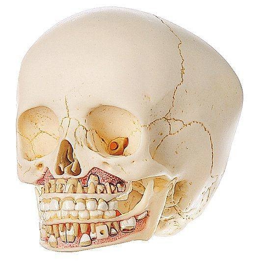 SOMSO Child Skull - 6 Years | Anatomy Warehouse
