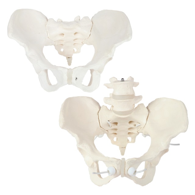 Axis Scientific Female Pelvis Set - Fixed and Articulating Anatomy ...