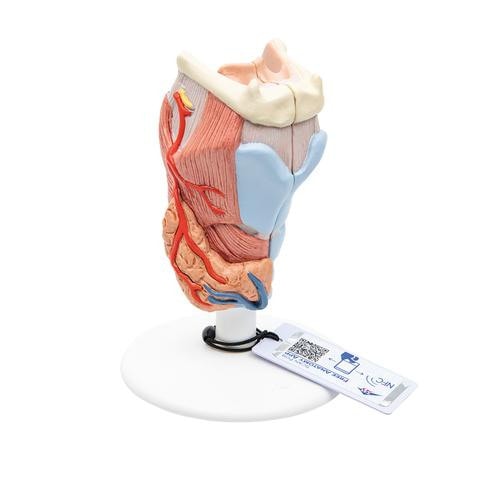 SOMSO Human Larynx with Tongue Premium Anatomy Model | Anatomy Warehouse