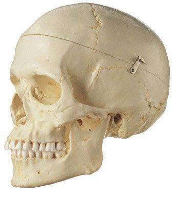 SOMSO Child Skull - 6 Years | Anatomy Warehouse