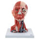 Muscular System Anatomical Models for Education and Medical Study ...