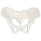 Axis Scientific Female Pelvis Set - Fixed and Articulating Anatomy ...