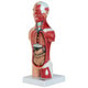 Axis Scientific 14-Part Micro Torso Anatomy Model | Anatomy Warehouse