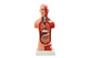 Axis Scientific 14-Part Micro Torso Anatomy Model | Anatomy Warehouse