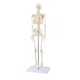 Axis Scientific Miniature 31" Human Skeleton Anatomy Model | Anatomy ...