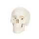 Anatomy Warehouse, The Home of Axis Scientific | Find All Axis ...