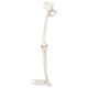 Axis Scientific Life-Size Human Leg Skeleton with Hip Joint and ...