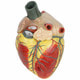 Axis Scientific 3x Life-Size 3-Part Human Heart Anatomy Model | Anatomy ...