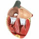 Axis Scientific 3x Life-Size 3-Part Human Heart Anatomy Model | Anatomy ...