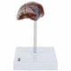 Anatomy Warehouse, The Home of Axis Scientific | Find All Axis ...