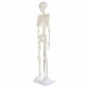 Full Body and Torso Anatomical Models for Education & Medical Study ...