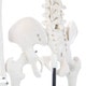 Anatomy Lab Essential Mini 35" Skeleton | Anatomy Warehouse