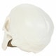 Anatomy Lab Essential Life-Size Skull | Anatomy Warehouse