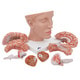 3B Scientific Half Human Head with Deluxe Brain with Arteries Anatomy ...