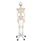 3B Scientific Fred The Flexible Skeleton Anatomy Model | Anatomy Warehouse