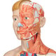 3B Scientific Life-Size Deluxe Human Torso Anatomy Model With Muscles ...