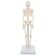 3B Scientific Mini 31" Human Skeleton Anatomy Model | Anatomy Warehouse