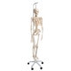 3B Scientific Physiological Skeleton Model - Phil | Anatomy Warehouse