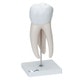 Denoyer-Geppert Dental Morphology Series Anatomy Model | Anatomy Warehouse