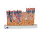Integumentary System Anatomical Models for Education & Medical Study ...