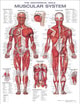Human Muscular System Anatomy Charts for Education | Anatomy Warehouse