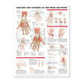 Anatomical Chart Company Anatomy and Injuries Of The Hand and Wrist ...