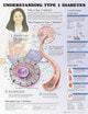 Human Endocrine System Anatomy Charts for Education | Anatomy Warehouse