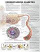 Human Endocrine System Anatomy Charts for Education | Anatomy Warehouse