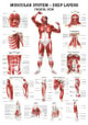 Rudiger Anatomie The Female Muscular System Laminated Anatomy Chart ...