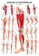 Anatomy Warehouse Body Parts of the Upper & Lower Limbs - Leg Charts