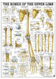 Anatomy Warehouse Body Parts of the Upper & Lower Limbs - Arm Charts