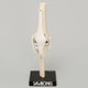 Sawbones Products - Anatomy Warehouse
