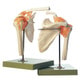 SOMSO Functional Model of the Knee Joint | Anatomy Warehouse