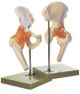 SOMSO Functional Model of the Knee Joint | Anatomy Warehouse