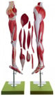 SOMSO Male Muscle Figure - 1/4 Life Size | Anatomy Warehouse