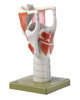 SOMSO Human Larynx with Tongue Premium Anatomy Model | Anatomy Warehouse