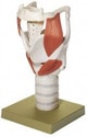 SOMSO Human Larynx with Tongue Premium Anatomy Model | Anatomy Warehouse