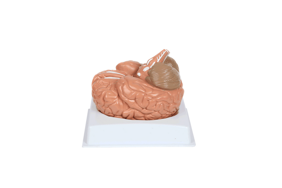 Denoyer-Geppert Giant 4 Part Brain Anatomy Model | Anatomy Warehouse